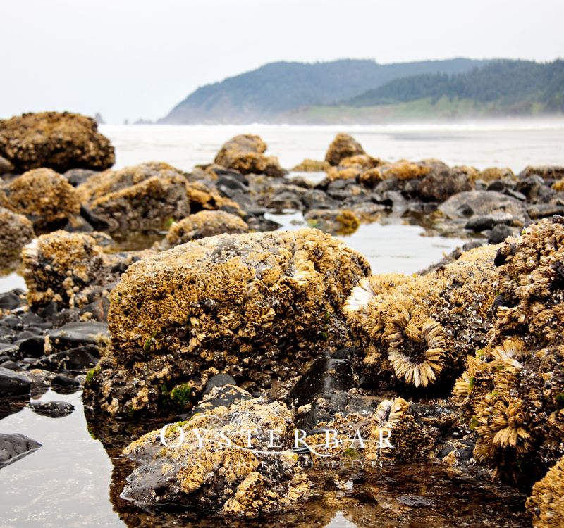 The Ultimate Guide to Chuckanut Beach: Sun, Sand, and Spectacular Views ...